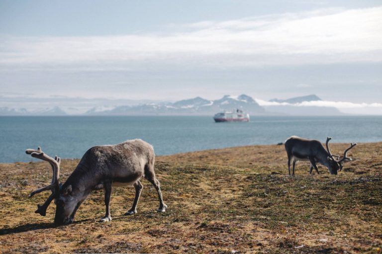 Best Svalbard Tours and Cruises for 2025 and 2026 - YPT