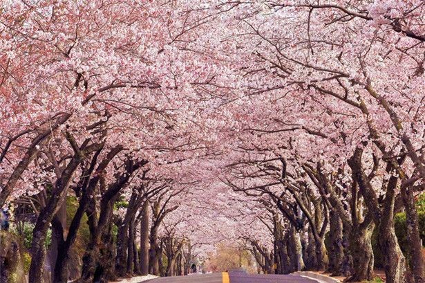 Are You Ready For Sakura Time? — Young Pioneer Tours