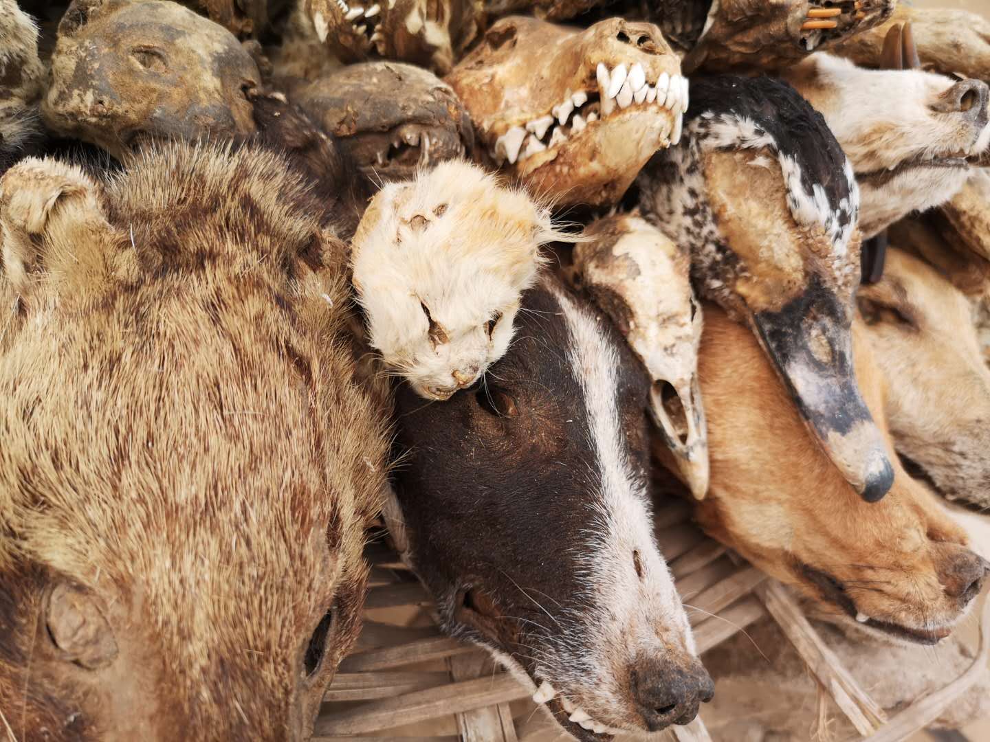 Some voodoo rituals and animist trinkets of Togo — Young Pioneer Tours