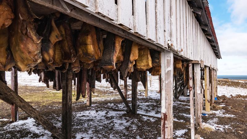 Hakarl - Is it really that awful? The 2024 Guide from YPT