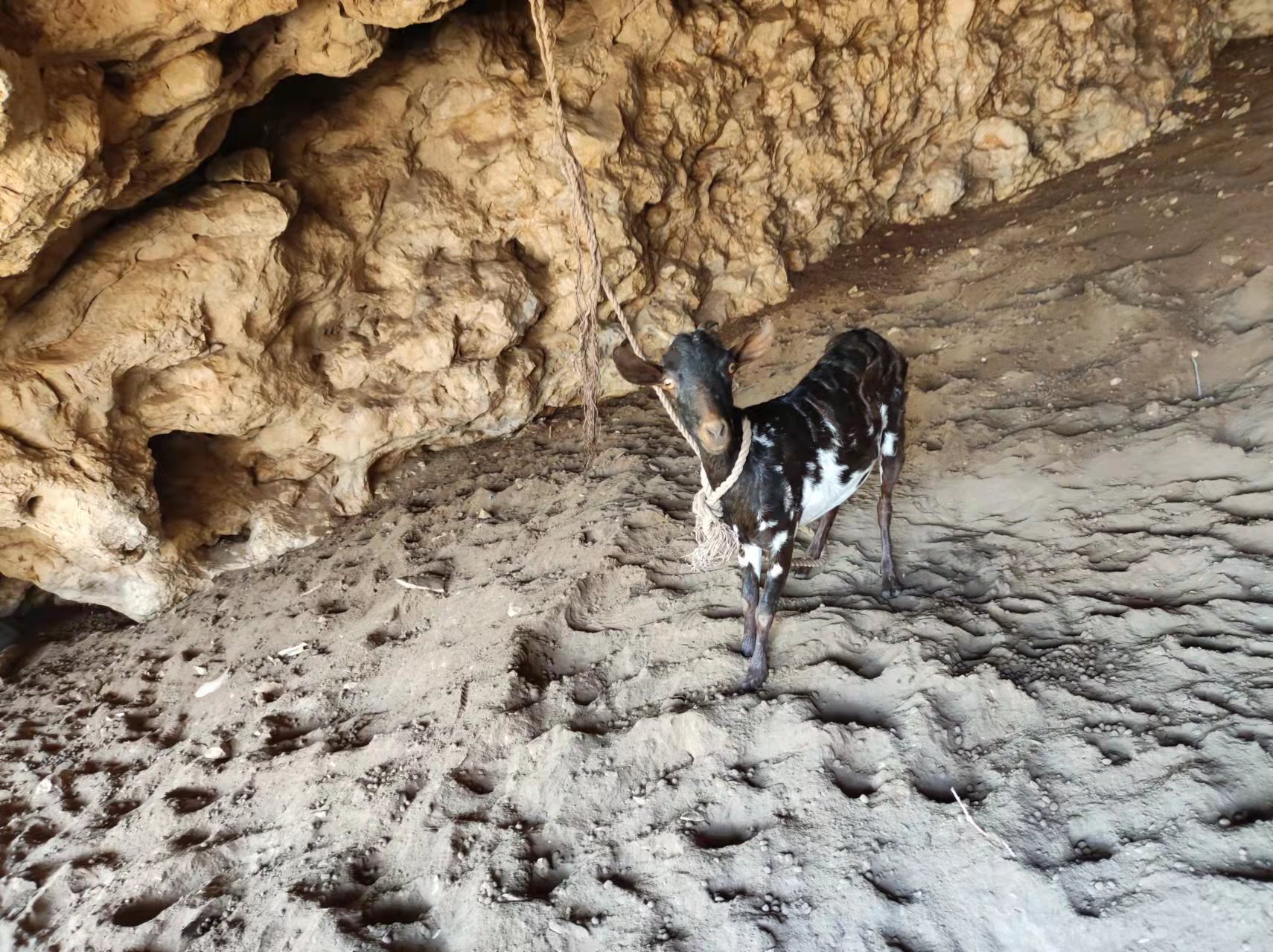 The Caveman of Socotra — Young Pioneer Tours