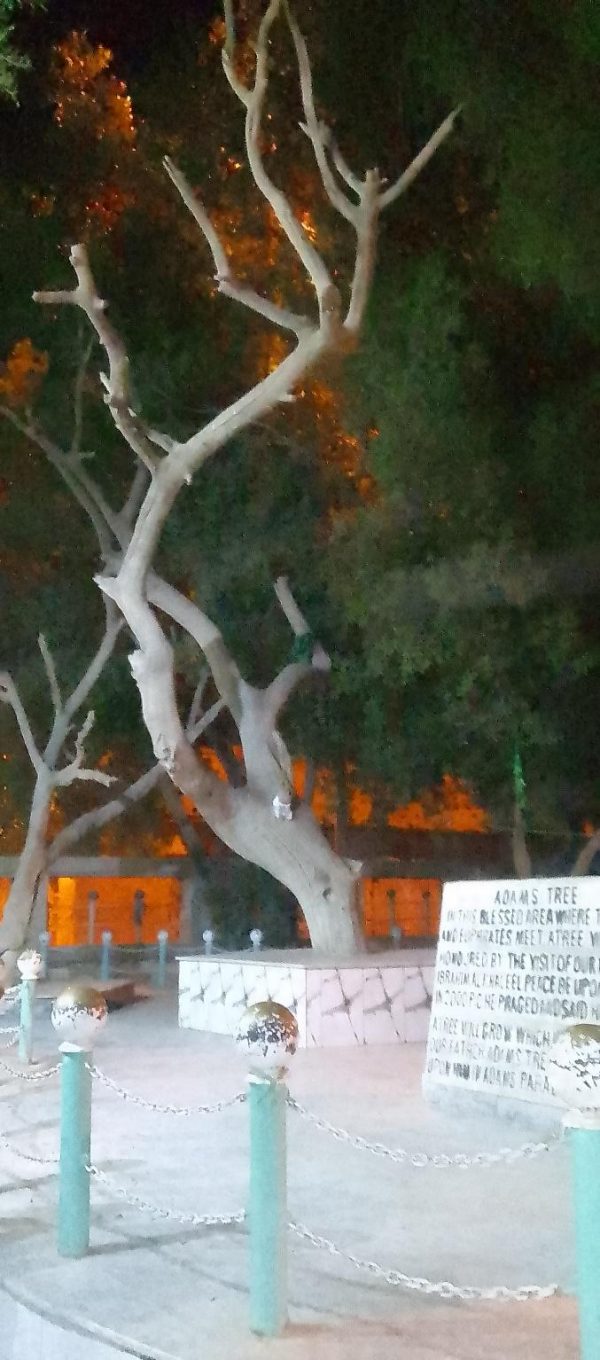 Adams Tree, Garden of Eden, Al-Qurna, Iraq — 2024 Guide