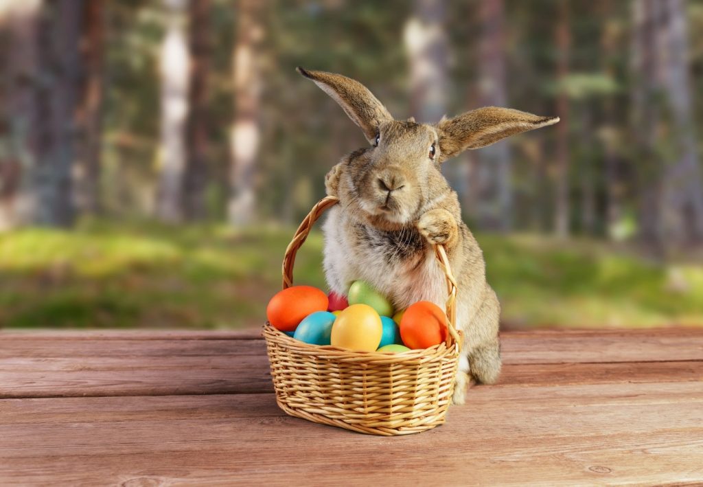 Easter Bunny and its Pagan Origins — Young Pioneer Tours