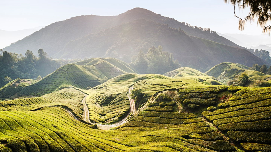 Cameron Highlands: Discover Nature's Serenity — Young Pioneer Tours
