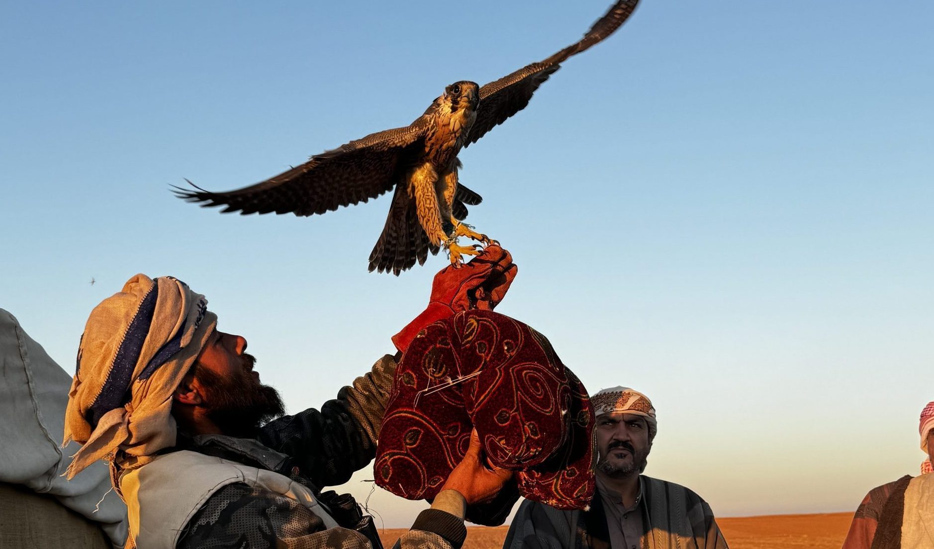 Syrian Falcon Hunting: A Morning With Falcon Hunters
