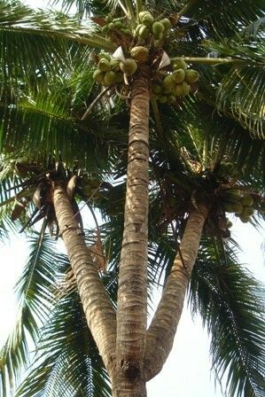 Three-Headed Coconut Tree