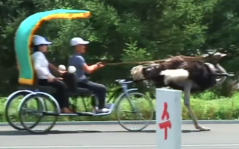 Pyongyang Ostrich Farm: The Best Farm in North Korea – DPRK Guide 2025 ...