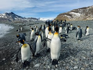 What are Antarctica borders? A comprehensive guide to the Frozen Continent