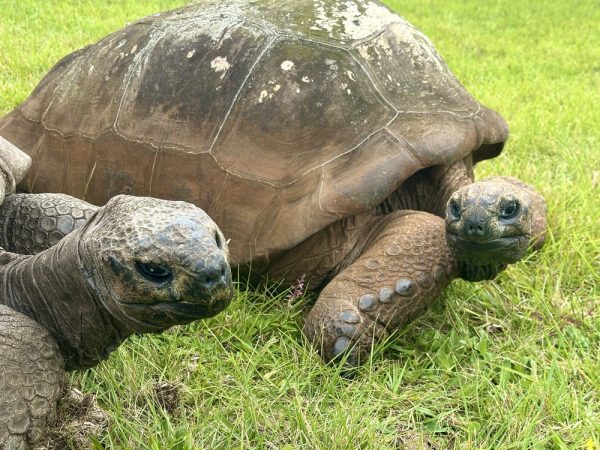 A fun encounter with Jonathan the Giant Tortoise: the 193-year-old ...