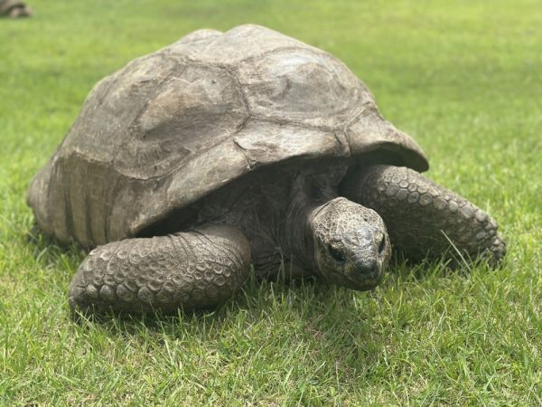 A fun encounter with Jonathan the Giant Tortoise: the 193-year-old ...