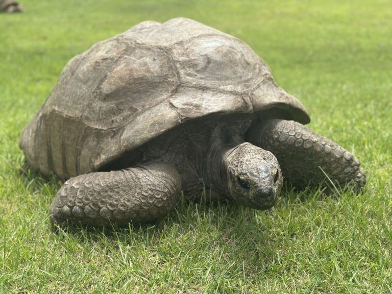 A fun encounter with Jonathan the Giant Tortoise: the 193-year-old ...